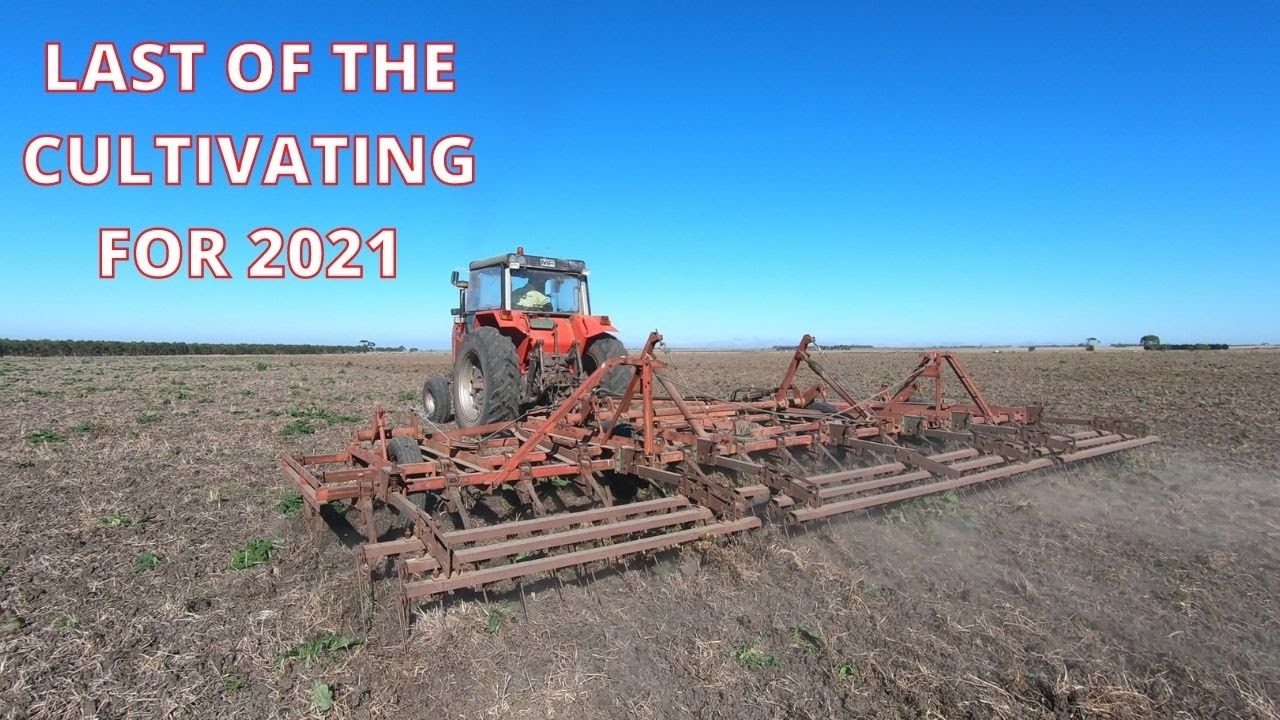 Cultivating With The International 45 Vibrashank Cultivator & Massey ...