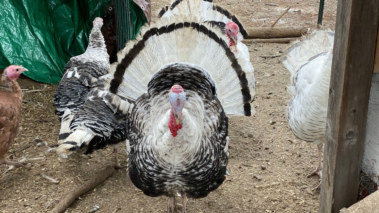 Our Royal Palm Turkeys Maturing - YouTube