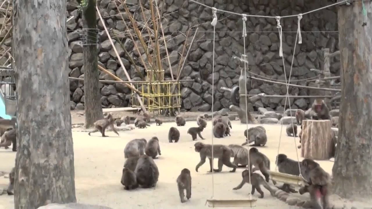 Japan Trip: Takasakiyama Monkey Park Many Japanese monkeys Beppu Oita ...