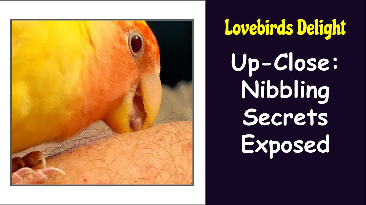 Intimate Lovebird Bonding Revealed: Up-Close Nibbling Secrets Exposed ...