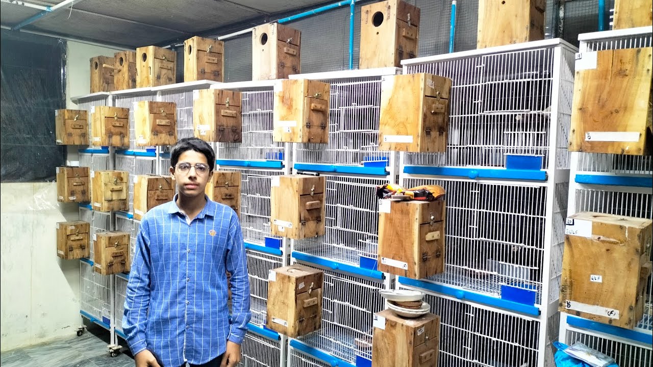 Fawn java, lovebirds breeder setup and farming in Pakistan Zeeshan ...