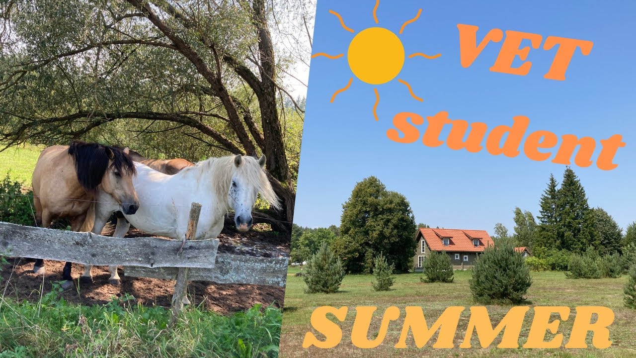 Weekend of a veterinary student - summer edition (Getaway to the ...
