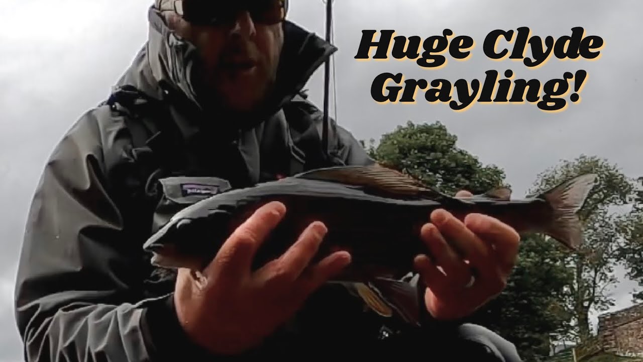 Wow! A huge Grayling from the River Clyde #euronymphing #grayling # ...