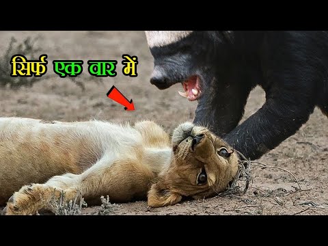In just one stroke, this is why honey badgers are immortal animals! Earth Adventure in Hindi