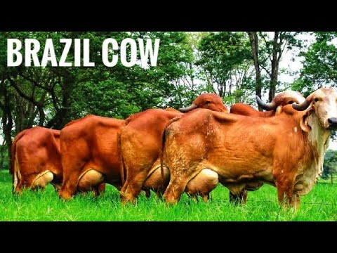 Gir cow Brazil dairy farming । beautiful Gir cow Brazil । healthy Gir ...