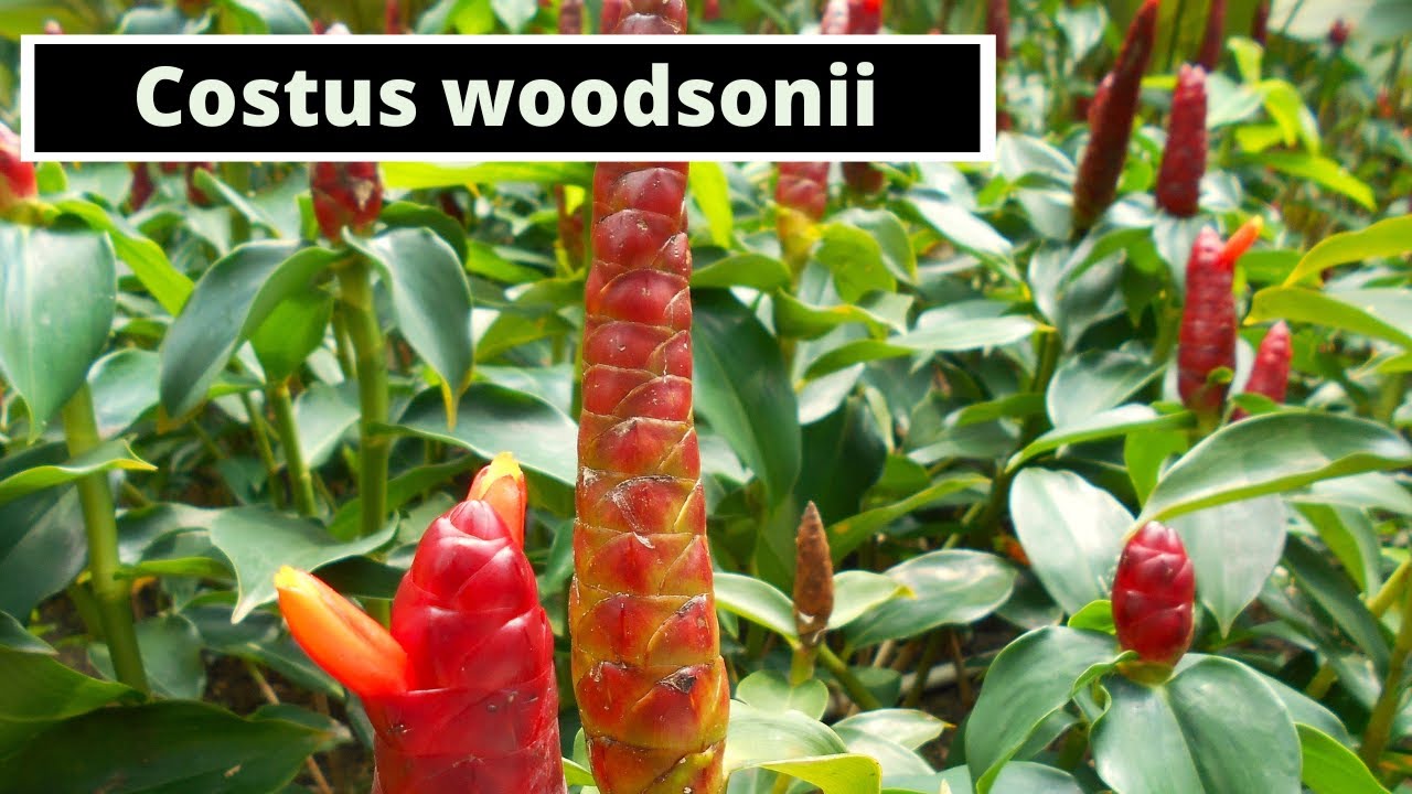 Costus woodsonii (Red Button Ginger) - YouTube