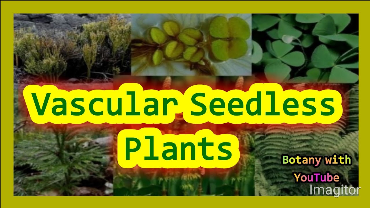 Seedless Vascular Plants Examples