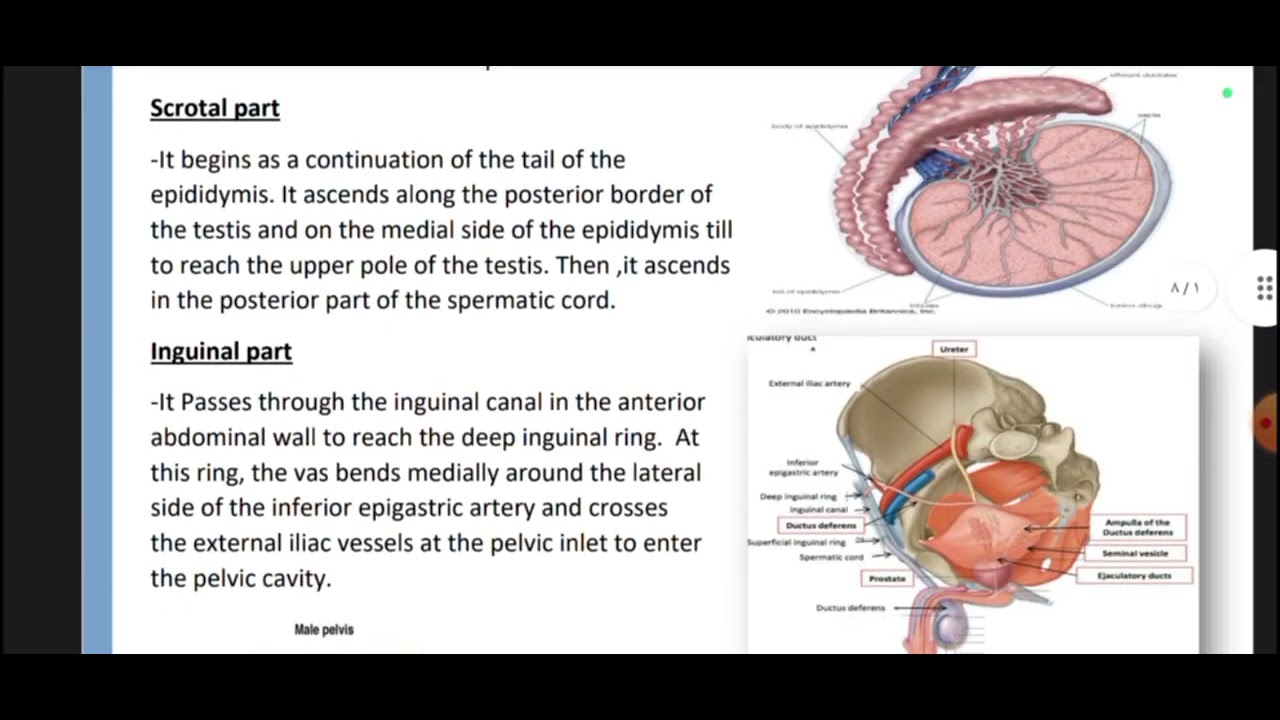 Anatomy L3 ( Internal genital organs) REPRO 41 - YouTube