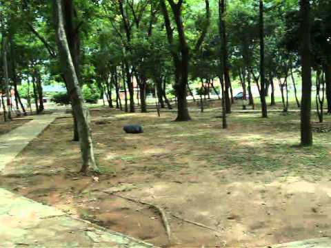 Plaza del pueblo de Emboscada, Paraguay - YouTube