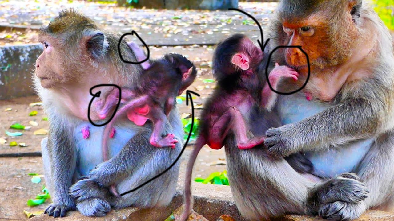 Long tail cute baby monkey EMILO looks active to climb on his Mum Emila ...