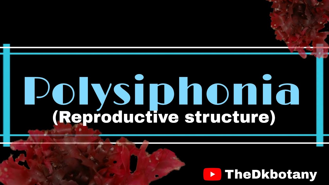 polysiphonia (reproductive structure) algae bsc part 1 unit 1 sem 1 ...