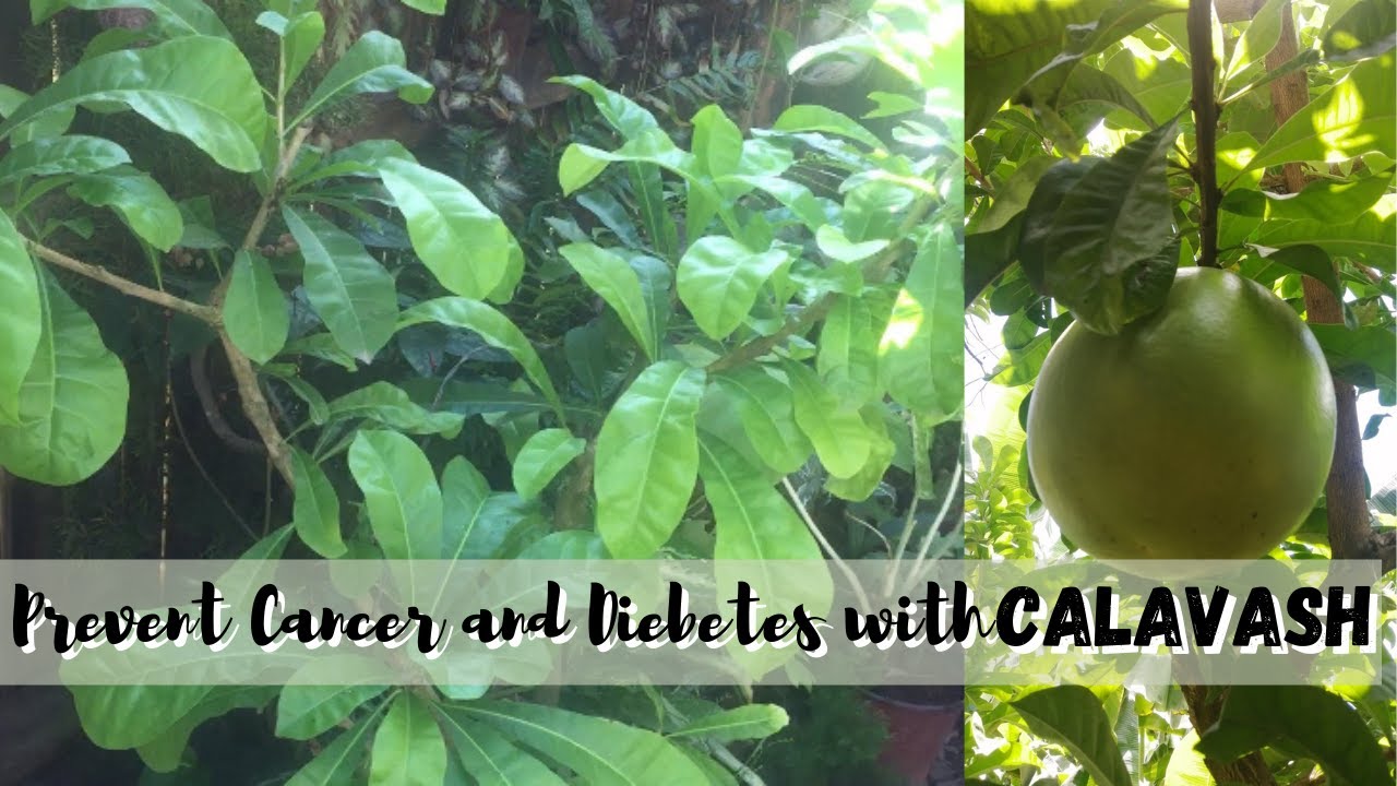 HOW TO PROPAGATE MIRACLE TREE | GARDENING - YouTube