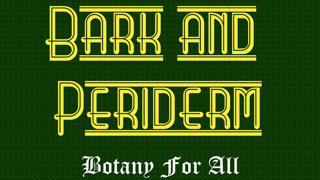 Biodictionary - Bark and Periderm , Plant Anatomy | Outer Bark ...