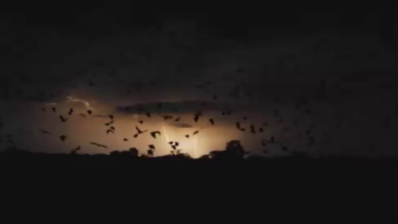 Bats illuminated by lightning - YouTube