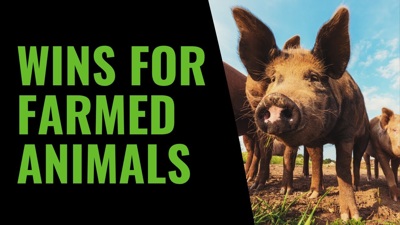 WINS for farmed animals - YouTube