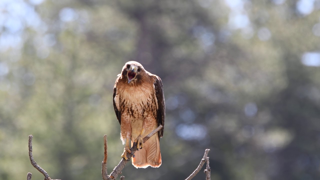 Redtail Hawk squawking - YouTube