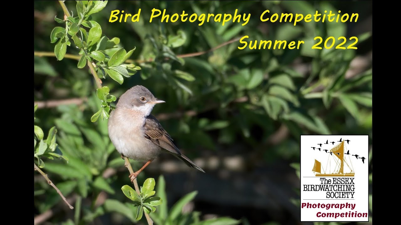 EBwS Summer '22 Bird Photography Competition - YouTube
