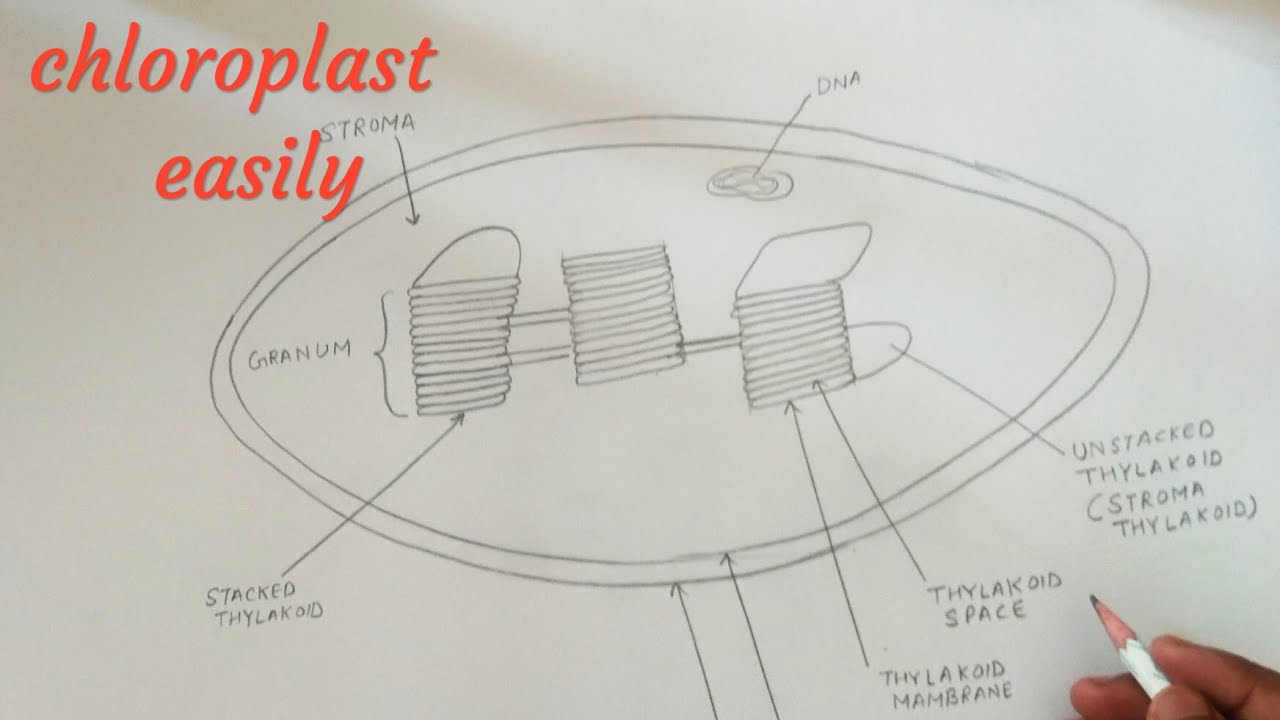 How to draw chloroplast easily - YouTube