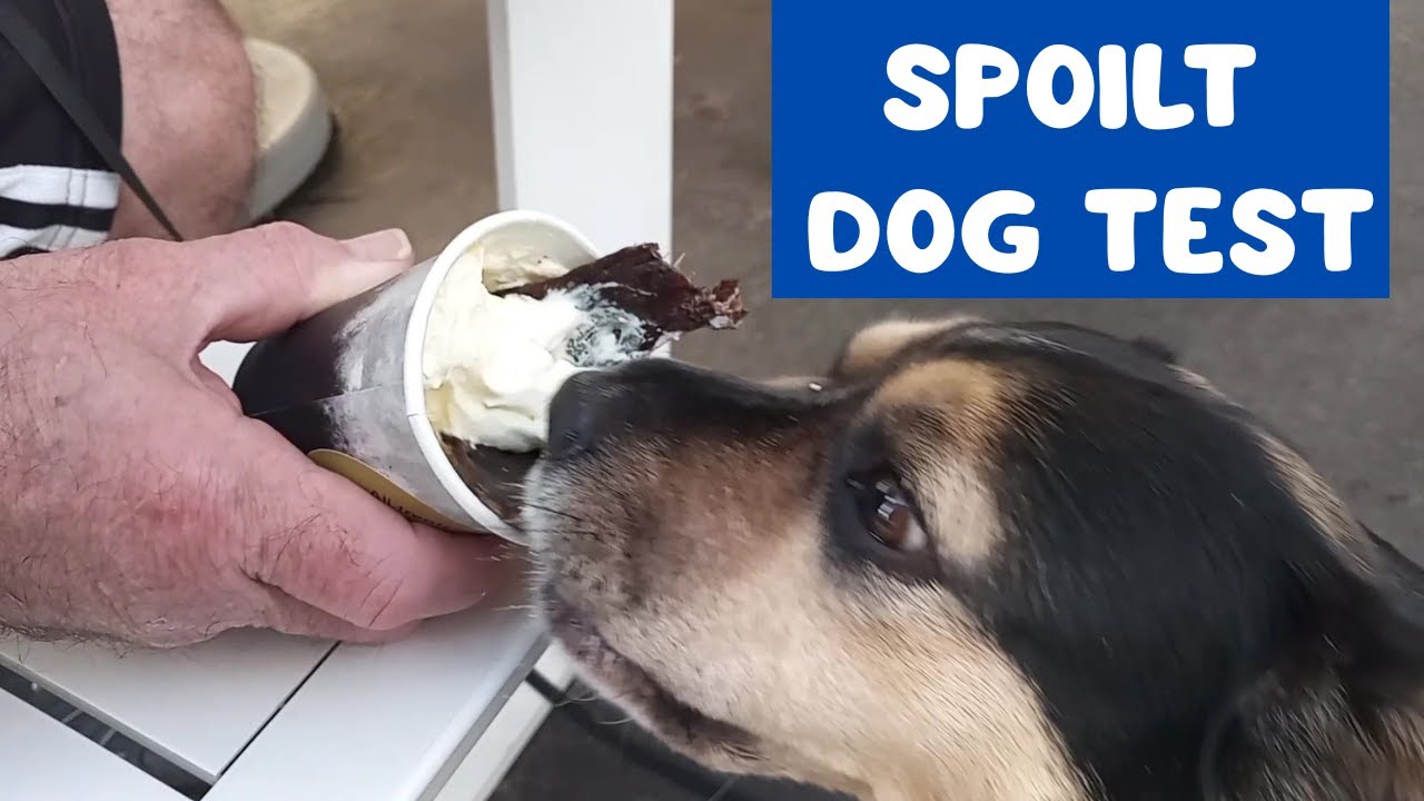 How Spoilt Is Your Dog? Take This Fun Test - YouTube