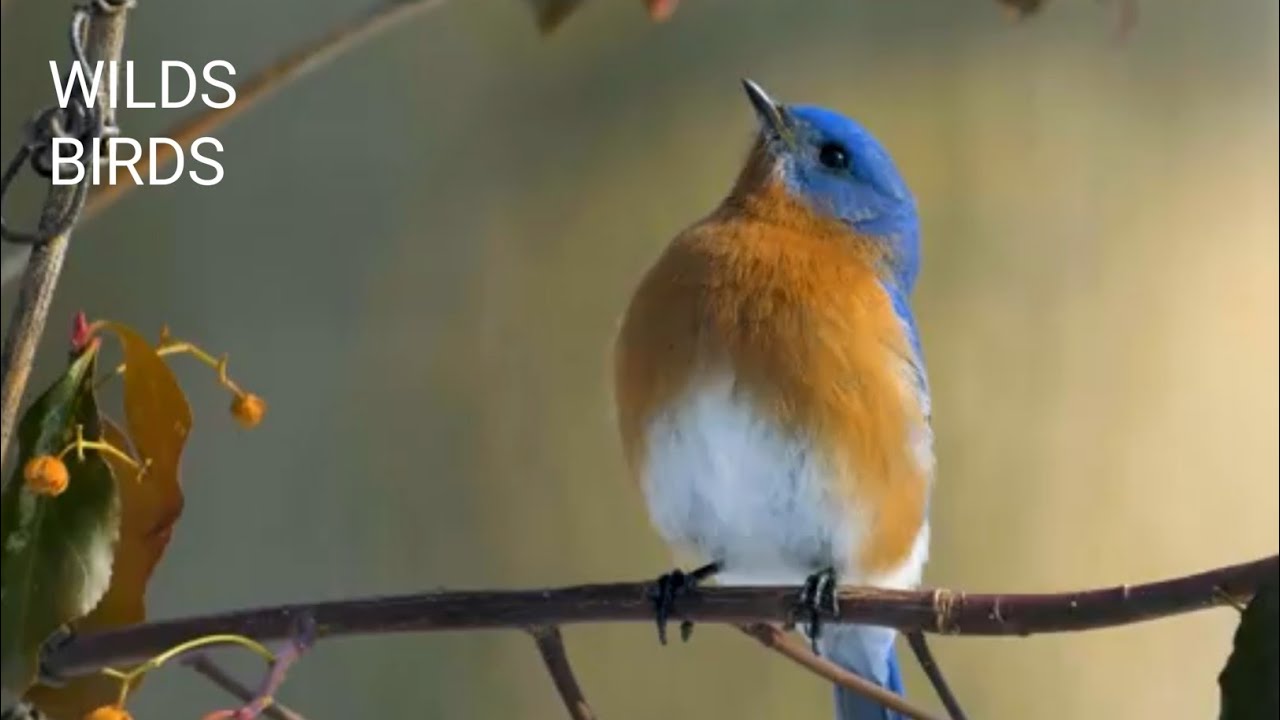 Birds Videos | Wild Birds Videos| - YouTube