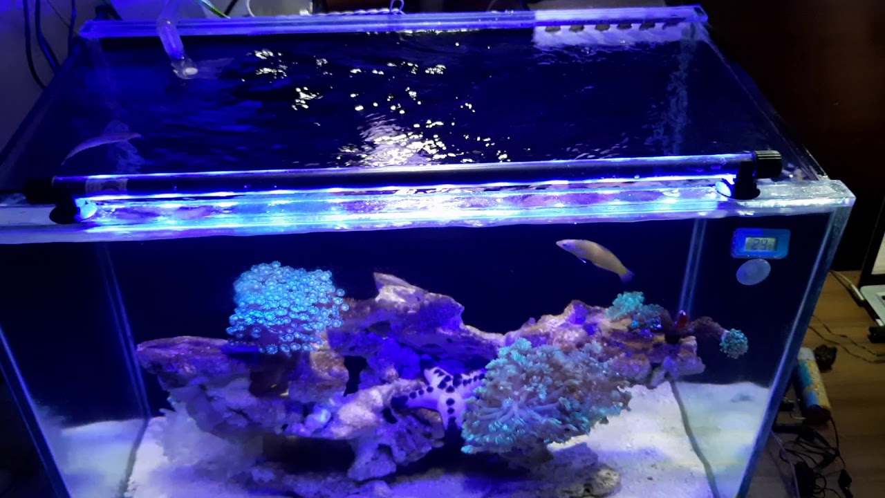 BIAYA BIKIN AQUARIUM AIR LAUT MURAH |aquarium laut filter belakang ...