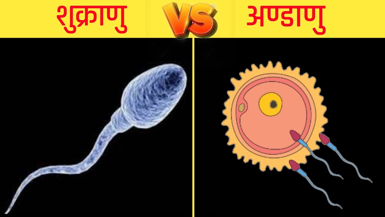 shukranu aur andanu mein antar 😂 | शुक्राणु और अण्डाणु में अंतर - YouTube