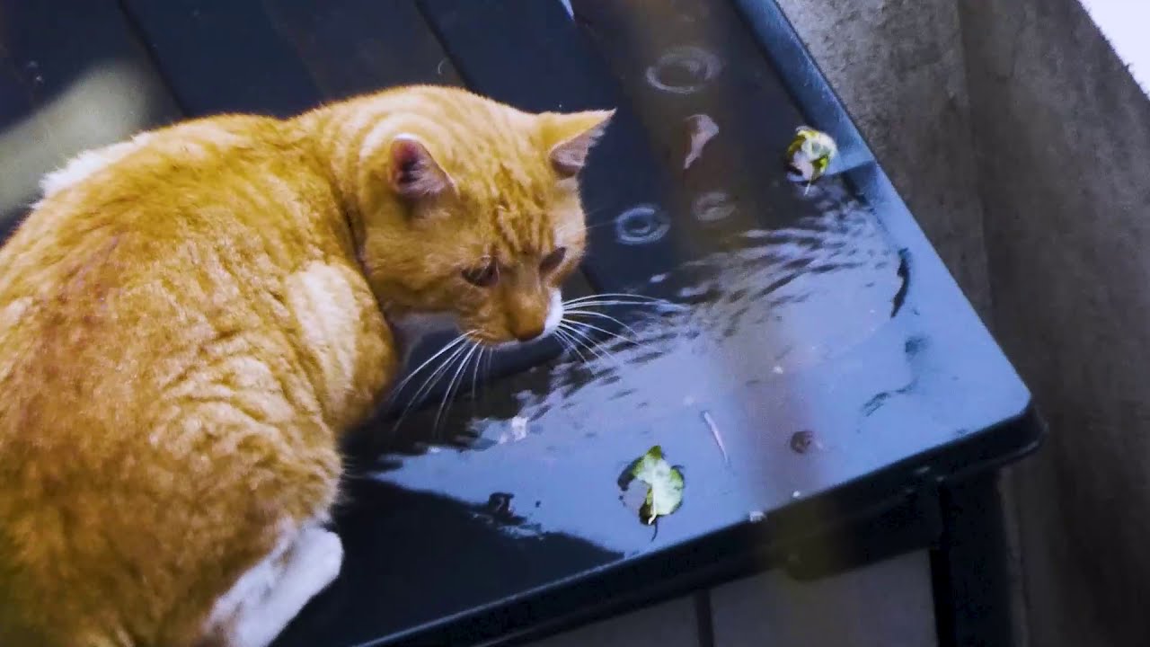 Ginger cat drinking rain water ASMR - YouTube