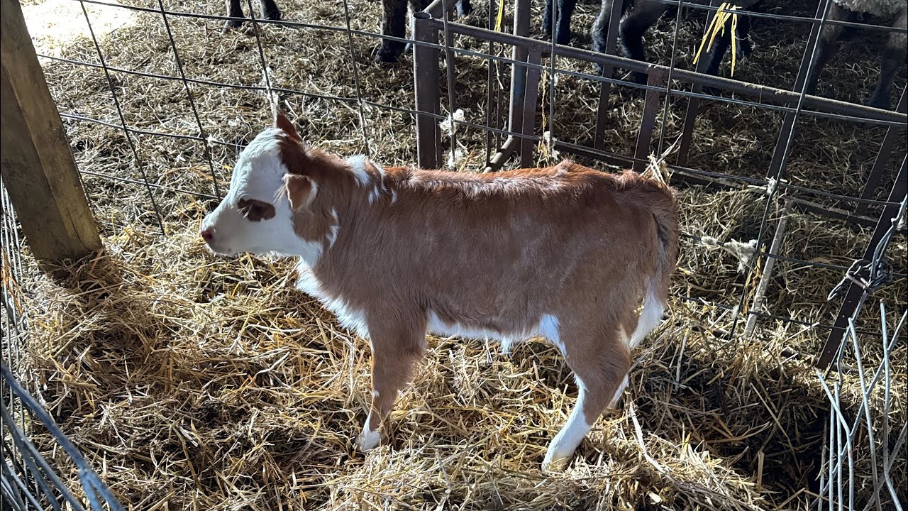 First Calf of the Year! - YouTube