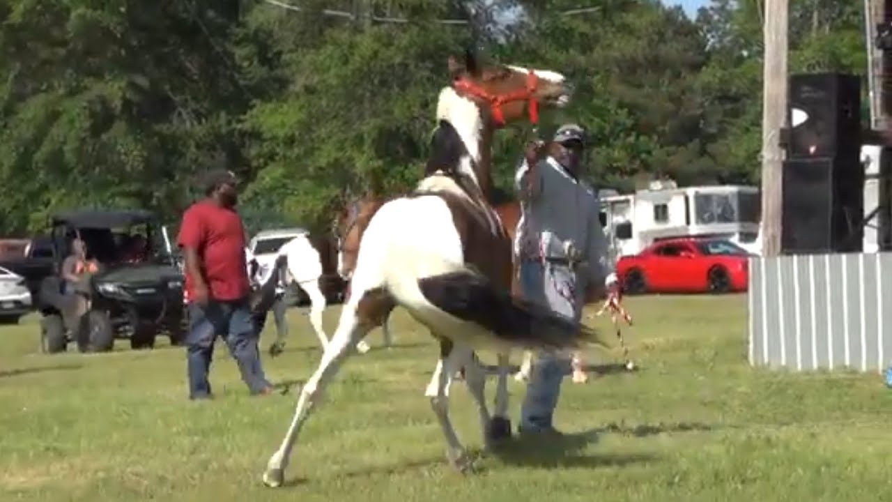 Best In Show (Mare Division) Tennessee Walking Horse Contest at "CANDY ...