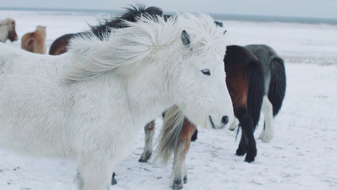 beautiful animals with relaxing Peaceful music, Relax, meditate, study ...