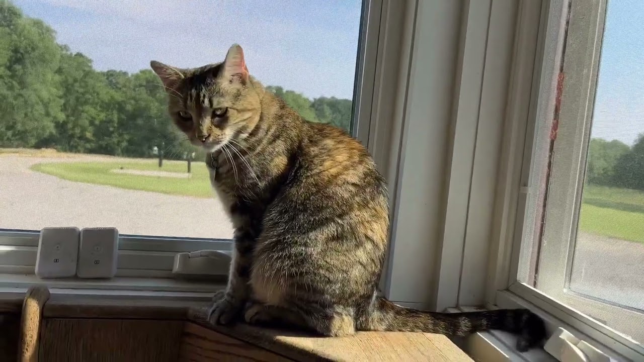 Milo cat is enjoying some porch time. - YouTube