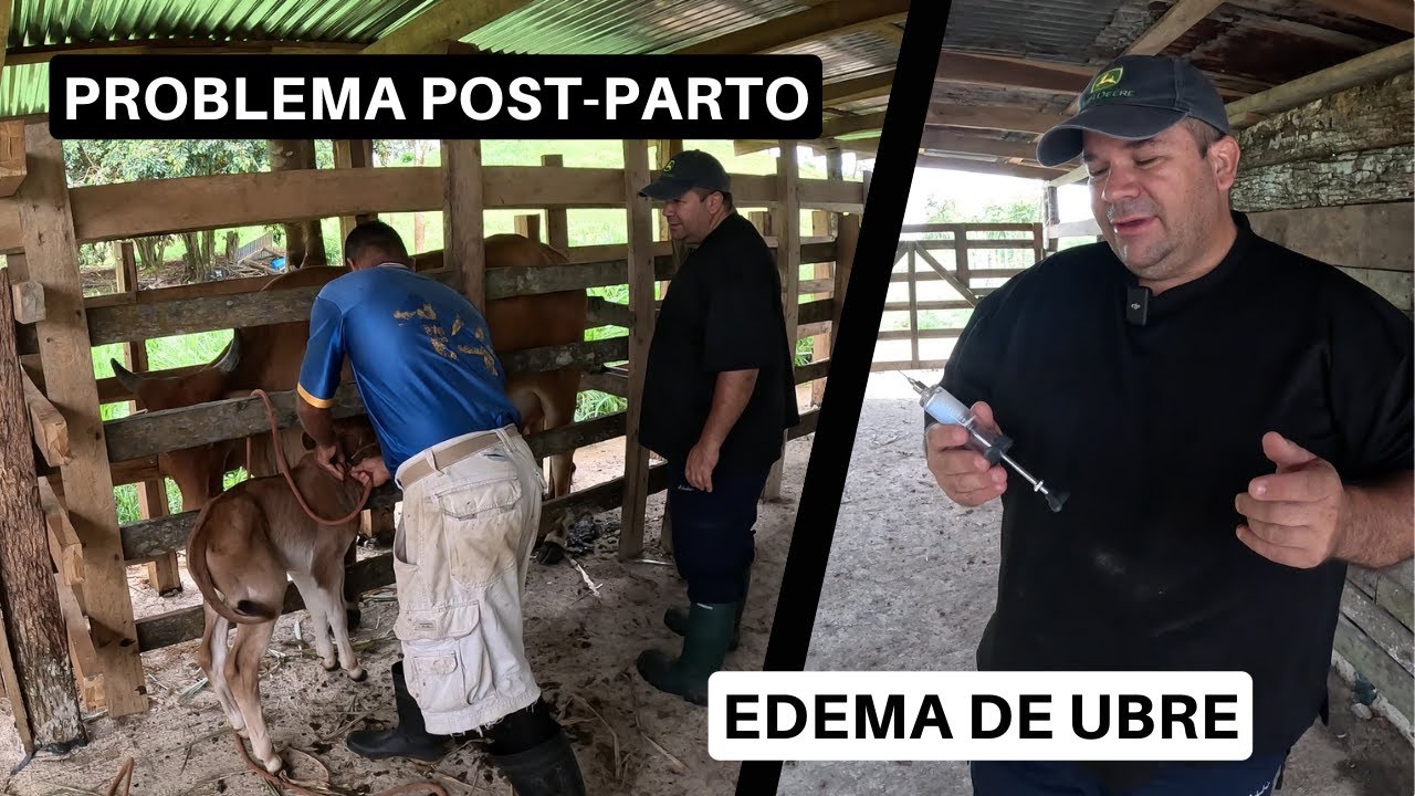 💉PROBLEMA POST-PARTO con VACA💉 EDEMA de UBRE - YouTube