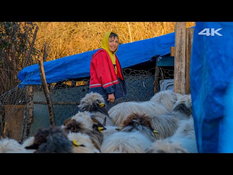 Kör Ali ve Genç Çobanları | Belgesel ▫️4K▫️