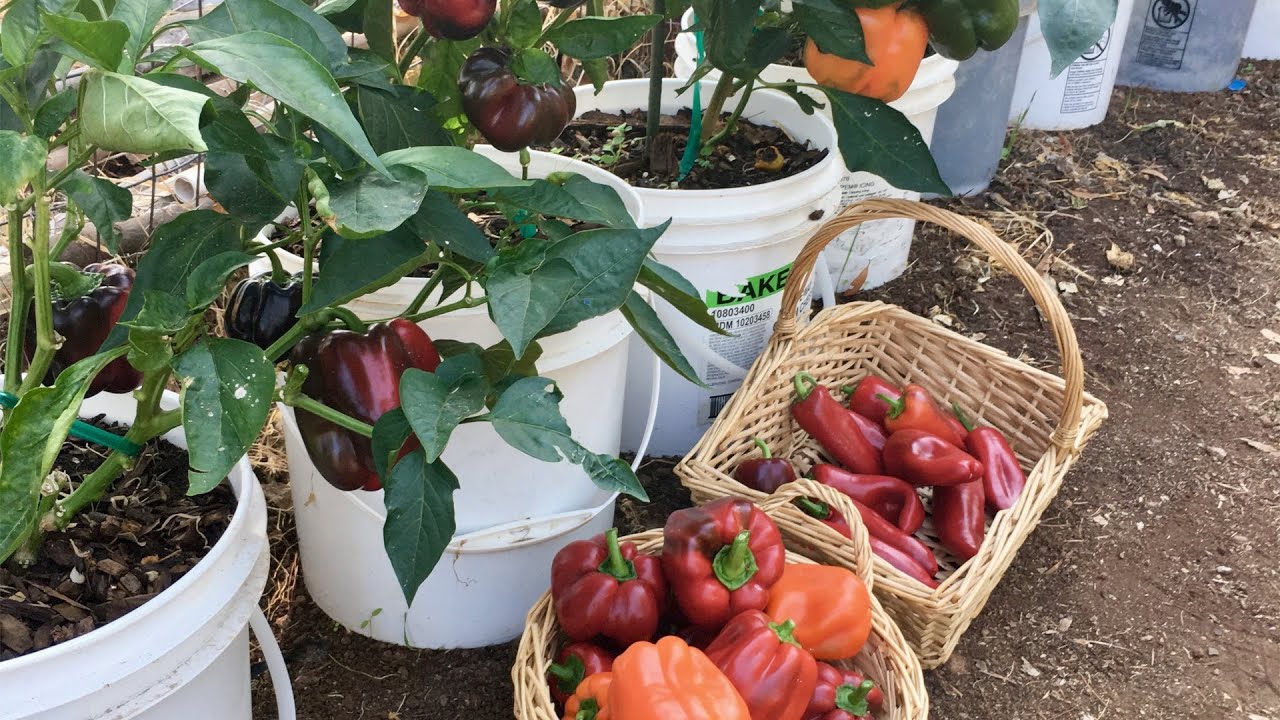 Amazing pepper harvest growing in 5 gallon buckets Part 1 - YouTube