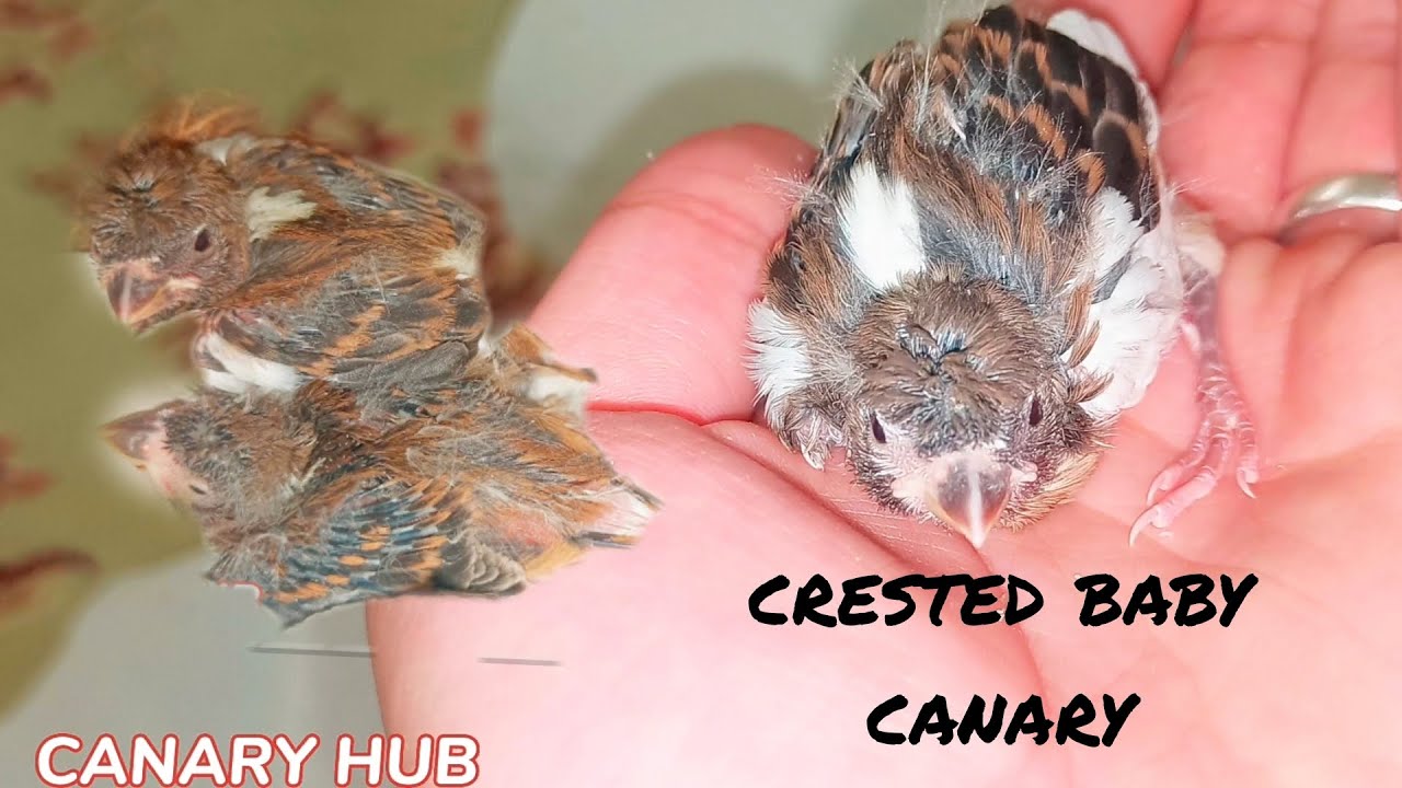 canary babies (crested blue white) #canary #canaryhub - YouTube
