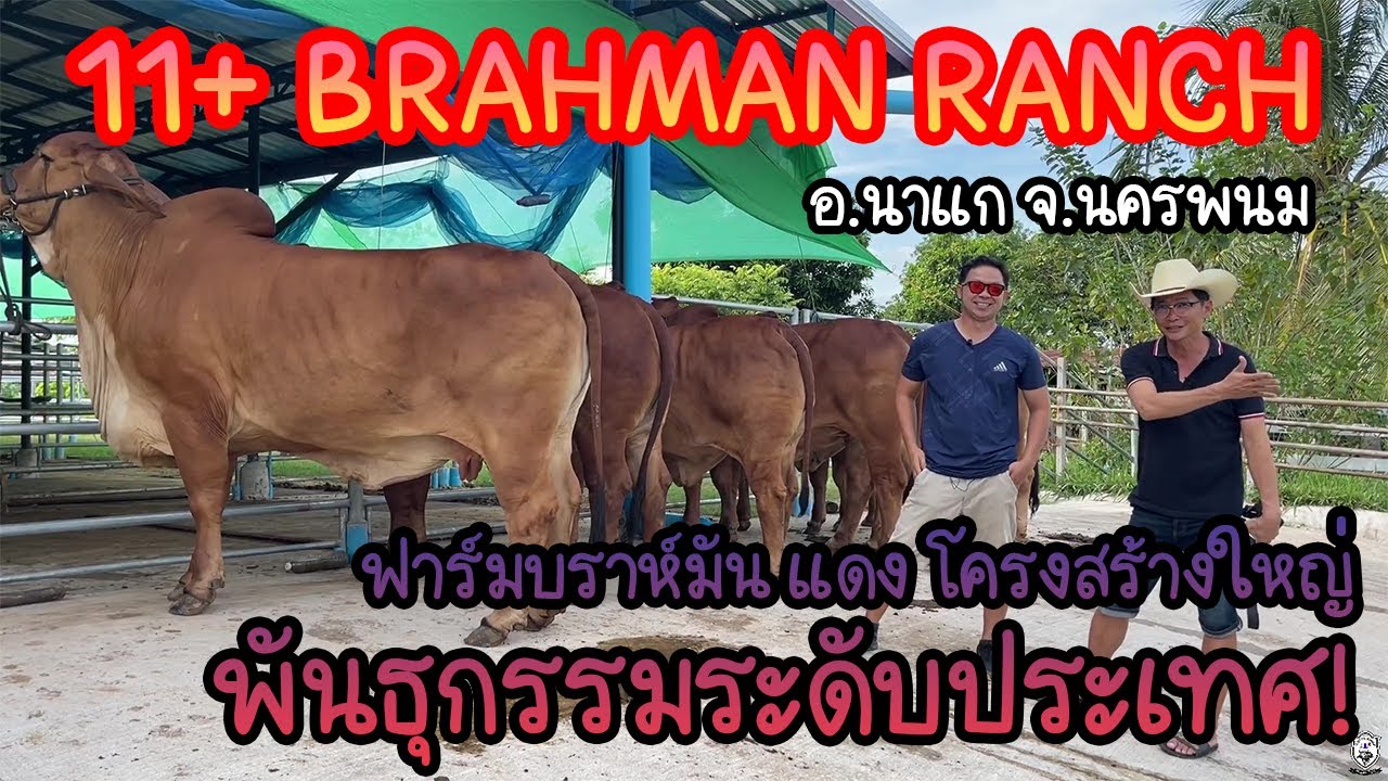 น้าจิวพาบุก 11+ Brahman Ranch #ฟาร์มบราห์มัน แดง โครงสร้างใหญ่ (เคล็ด ...