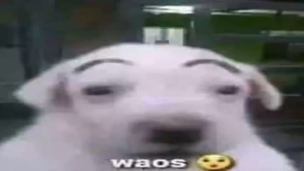 Shitposting Compilation V21 😯 / Para todos los panas Shitpost! - YouTube