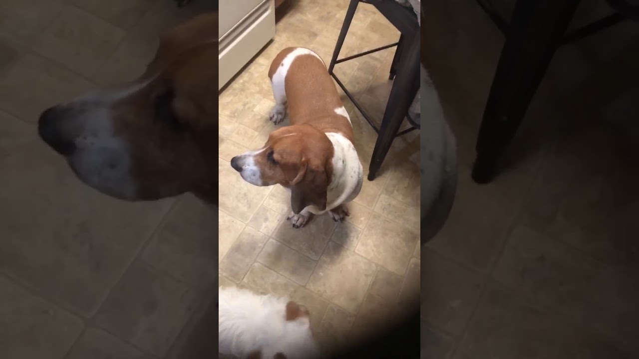 Video of adoptable pet named SAM - YouTube