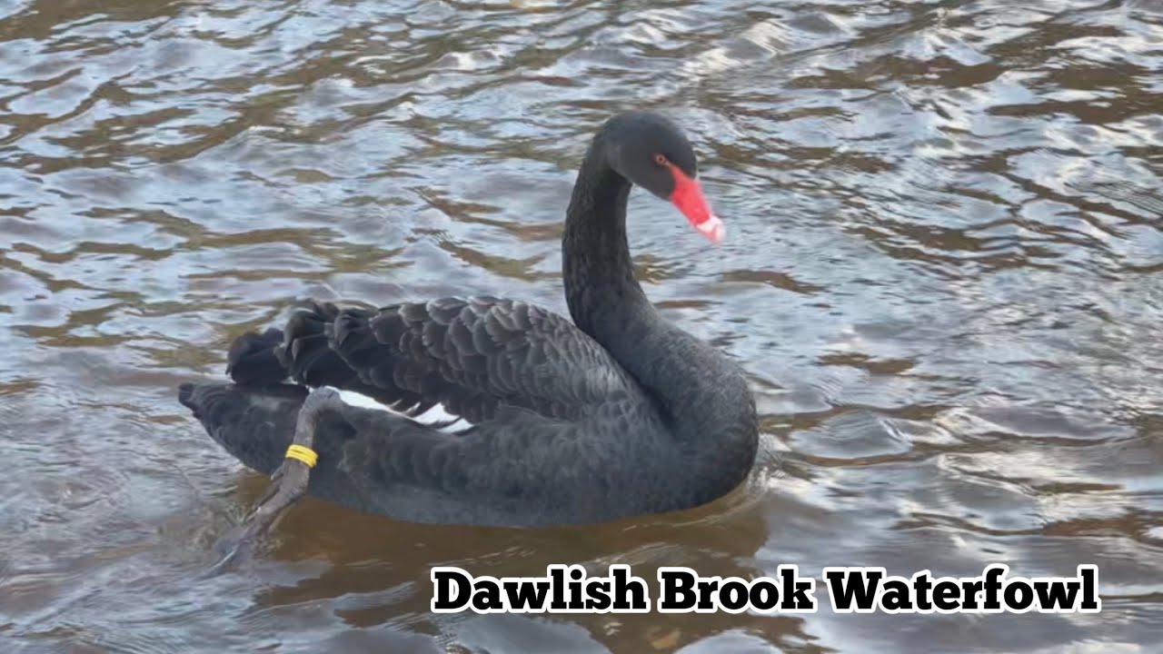An explore with us production 19/01/23 Dawlish watching the waterfowl ...