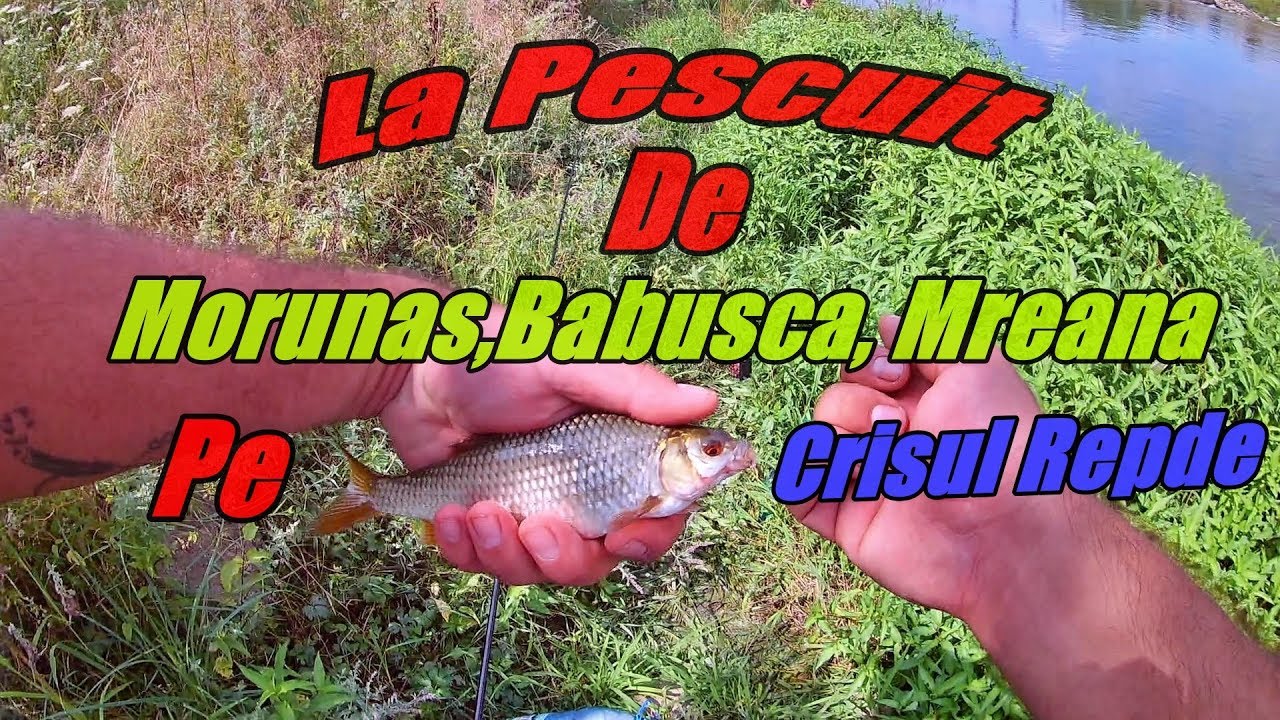 La Pescuit de Morunas,Babusca si Mreana pe Crisul Repde - YouTube