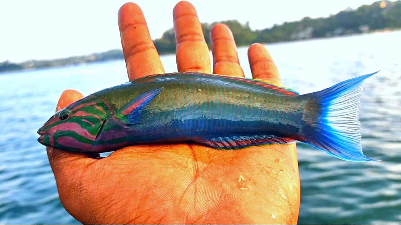 catching beautiful fish in sea | Catching TROPICAL COLOURFUL FISH For ...