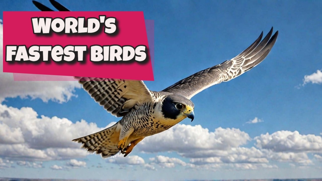 10 FASTEST Flying Birds That Will Leave You Speechless - YouTube