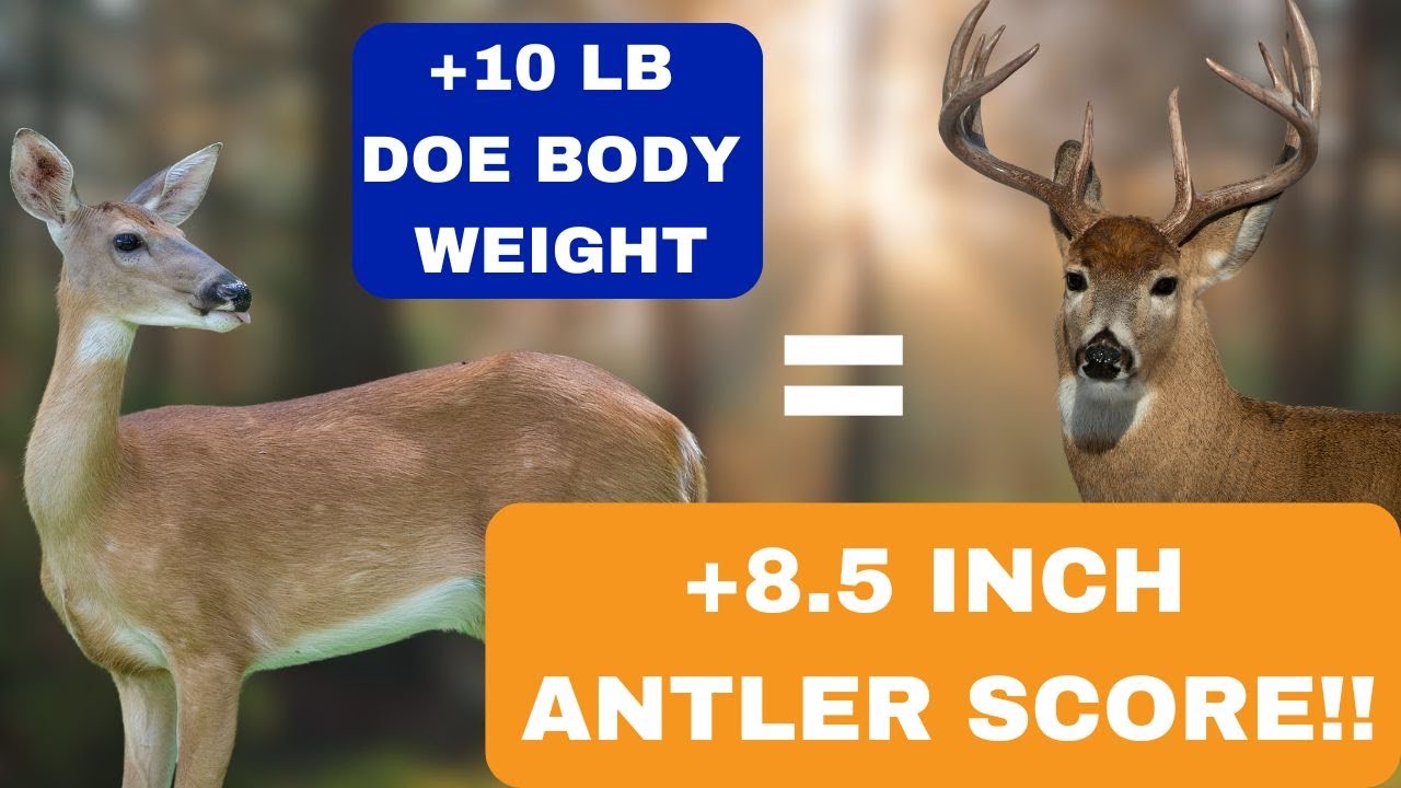 Doe body weight - male antler score correlation #NEW STUDY - YouTube