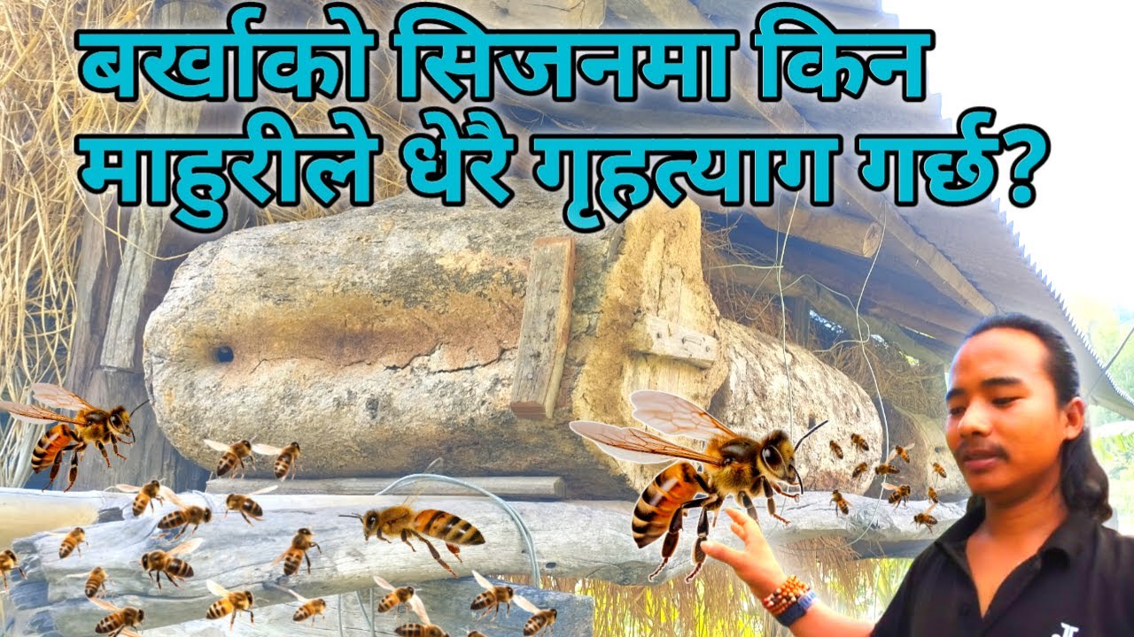 किन माहुरीले बर्खाको सिजनमा धेरै घार छाड्छ? ।। bee keeping ।। mahuri ...