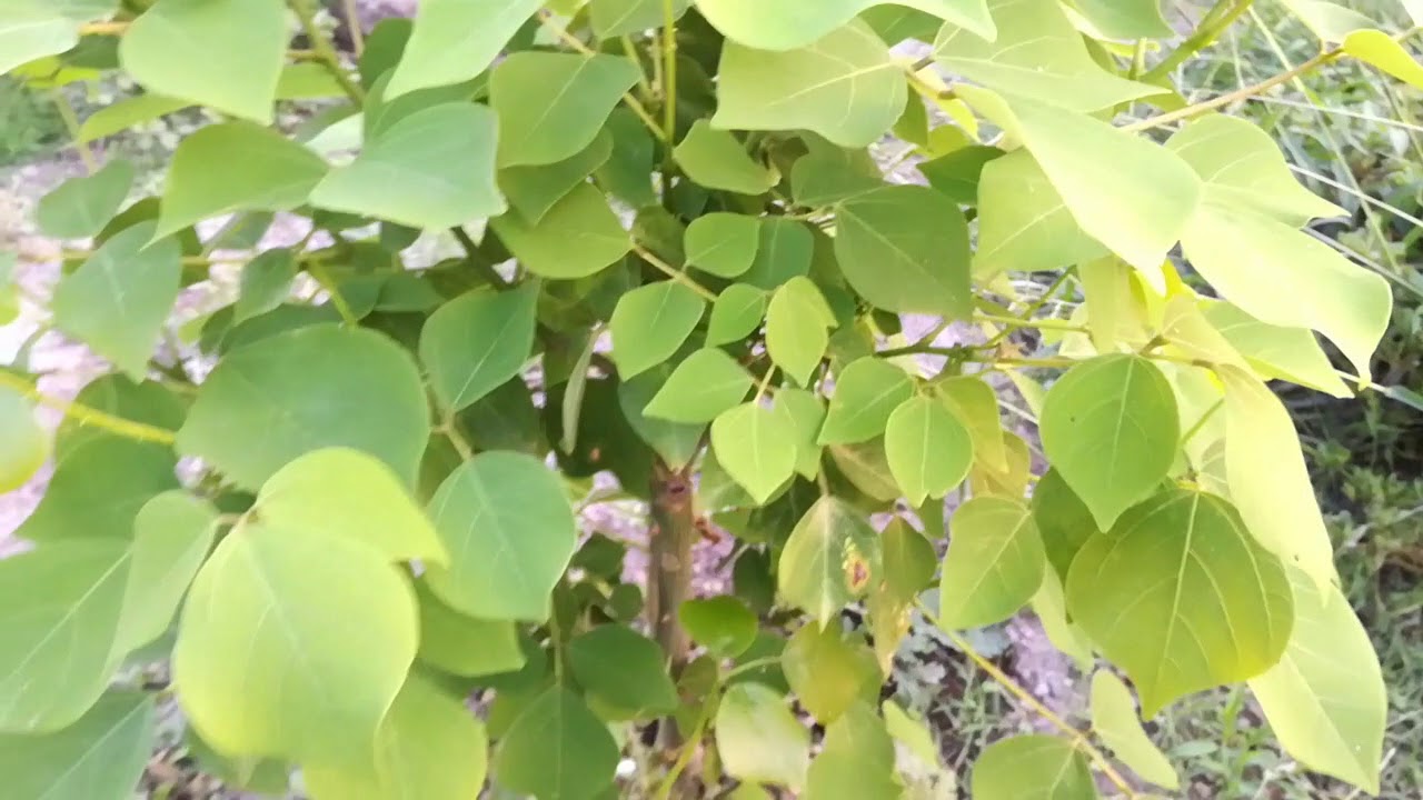 arbolilto de colorín - YouTube