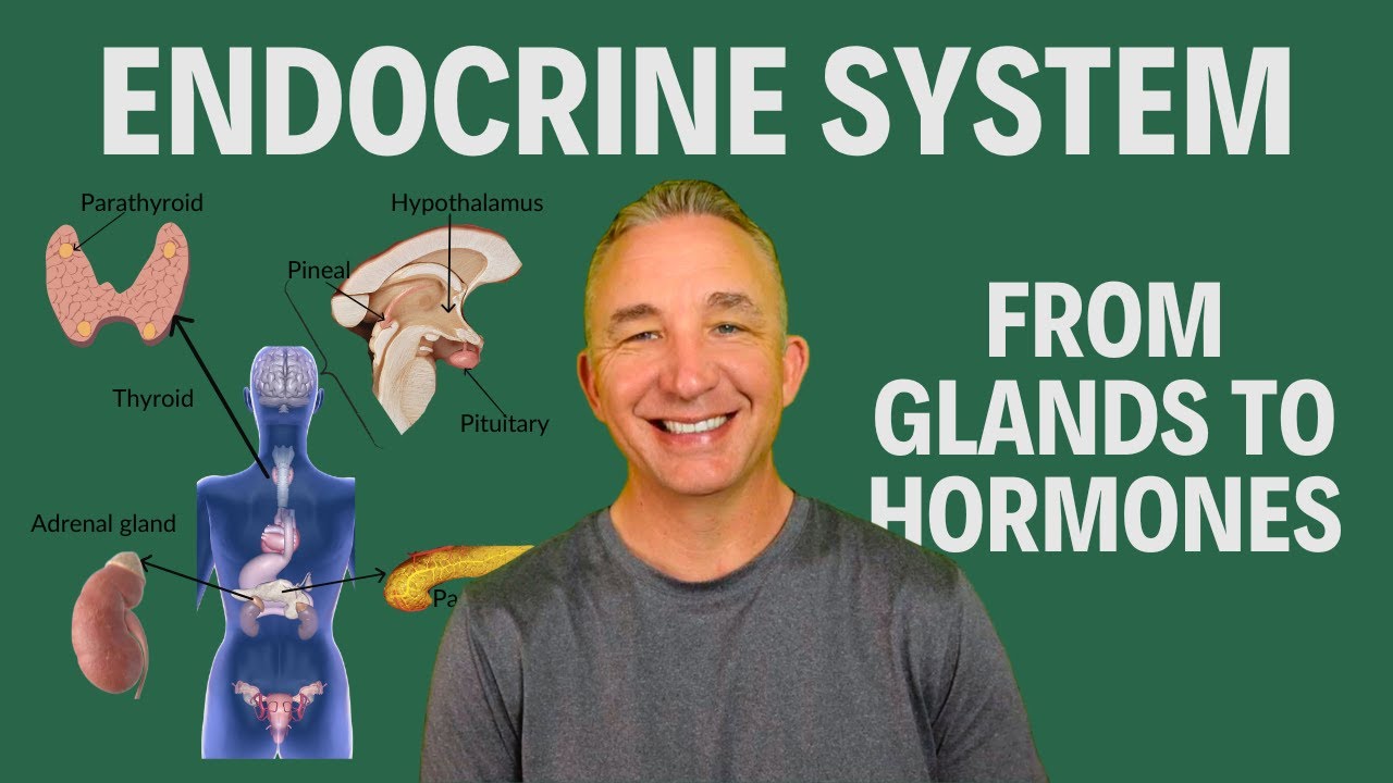 Mastering the Endocrine System: Hormones, Glands, and Homeostasis (FULL ...