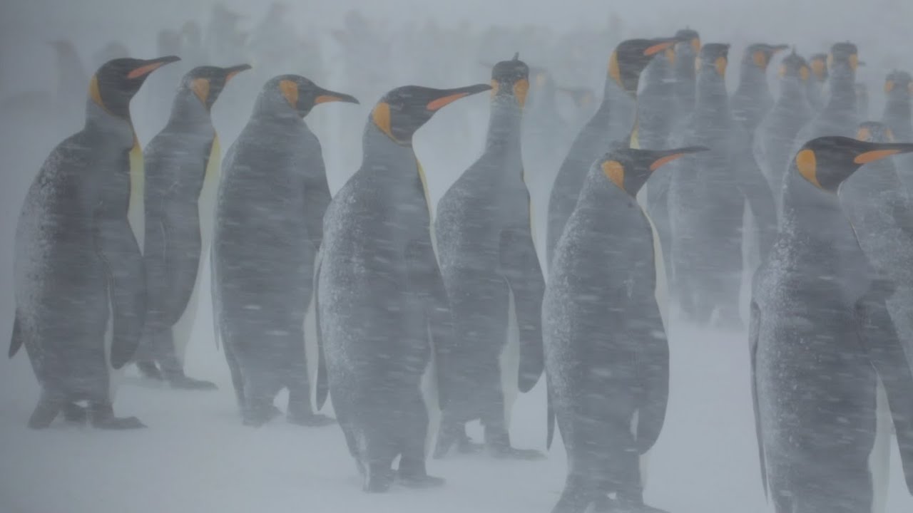 Evolution in the Deep Freeze - YouTube