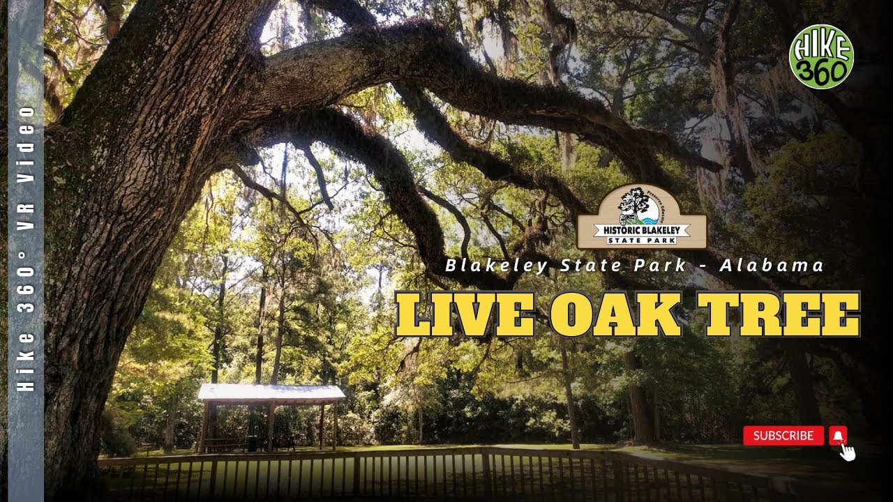 Live Oak Tree at Blakeley State Park in Alabama (Hike 360° VR Video ...
