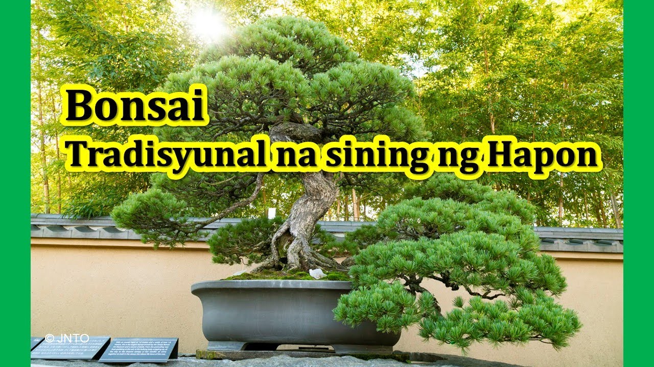 Alamin ang Sining ng Bonsai: Isang Araw ng Kultura ng Hapon - YouTube
