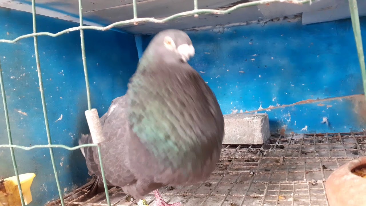 Palomas raza rafeño varios machos con buen celo y muy potentes haber 👍👍 ...